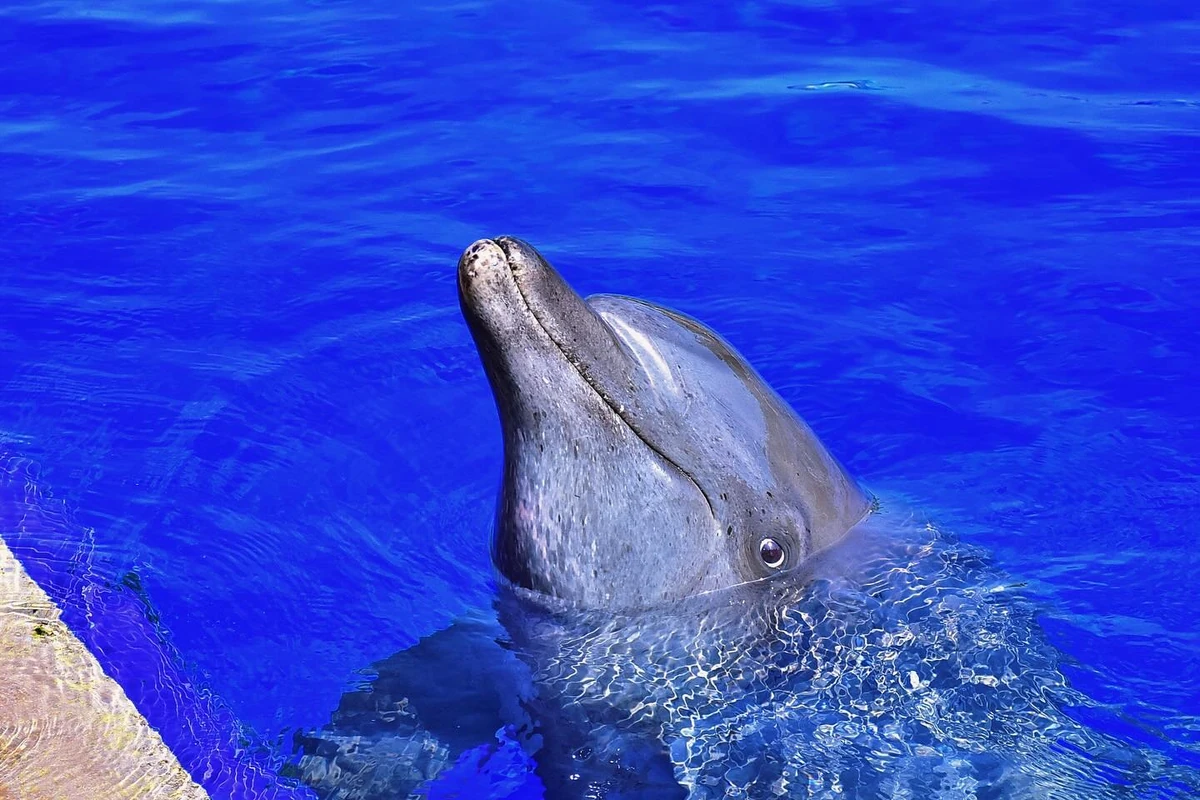 Lisa (ATP) | Captive Cetaceans Wiki | Fandom