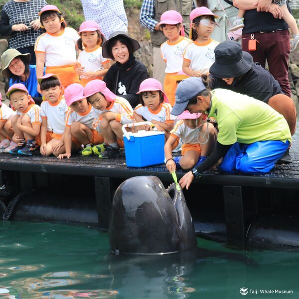 Senta Twm Captive Cetaceans Wiki Fandom