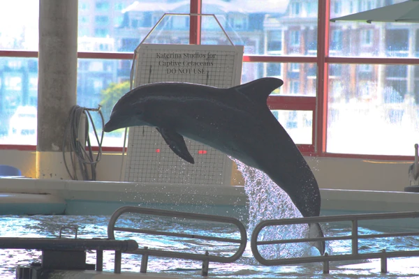 Foster (NA) | Captive Cetaceans Wiki | Fandom