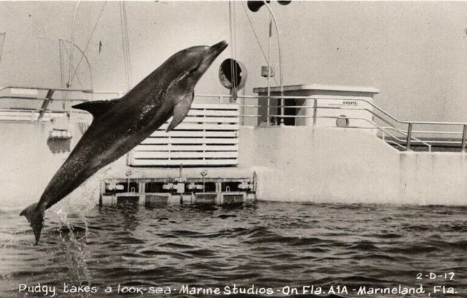 Pudgy (MLF) | Captive Cetaceans Wiki | Fandom