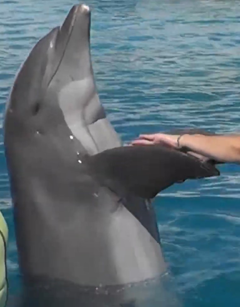 Rómulo Dd Captive Cetaceans Wiki Fandom
