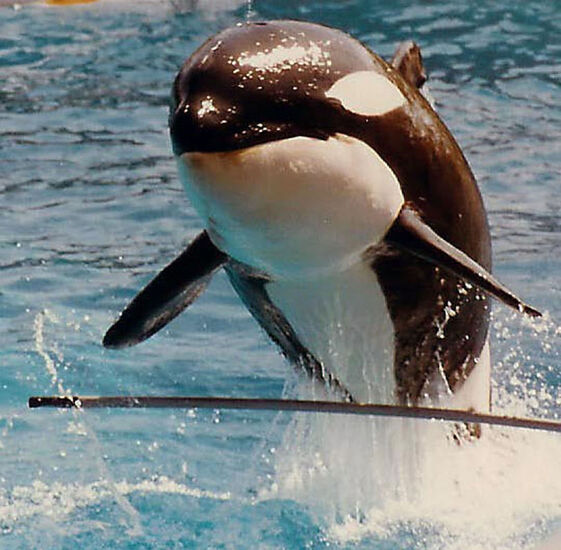 Canuck II (SWC) | Captive Cetaceans Wiki | Fandom Canuck II (SWC) | Captive Cetaceans Wiki | Fandom
