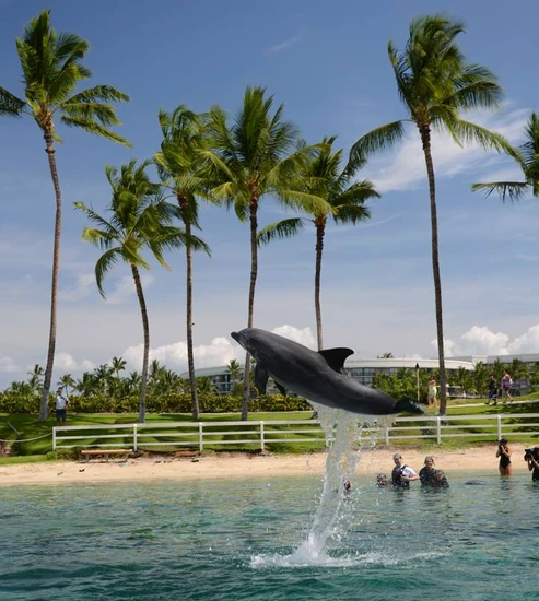 Lehua (DQH) | Captive Cetaceans Wiki | Fandom