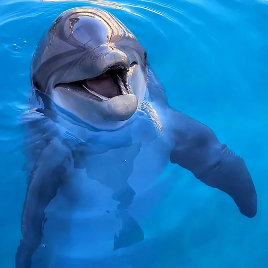 Luna (RMK) | Captive Cetaceans Wiki | Fandom