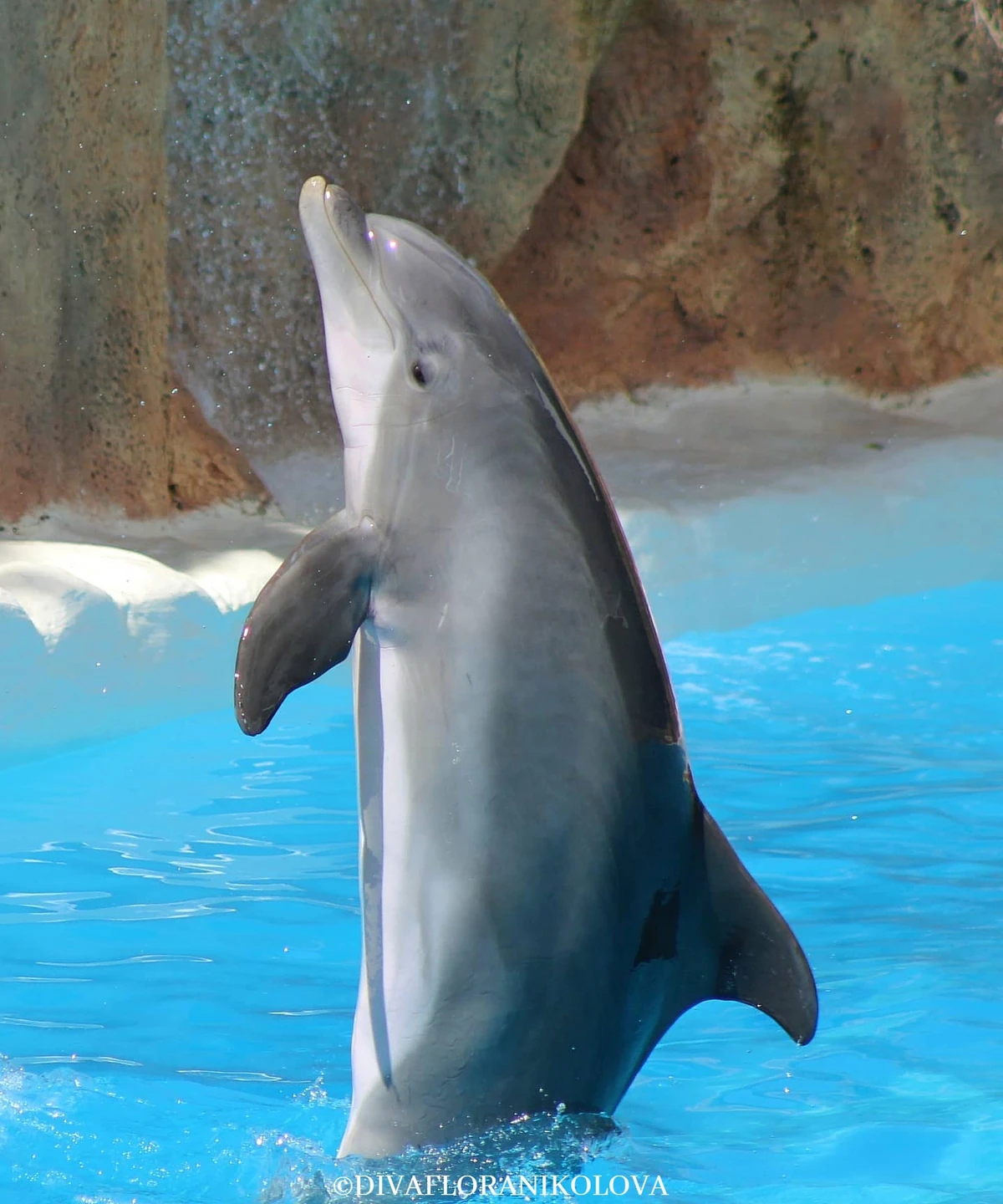 Robin Lp Captive Cetaceans Wiki Fandom