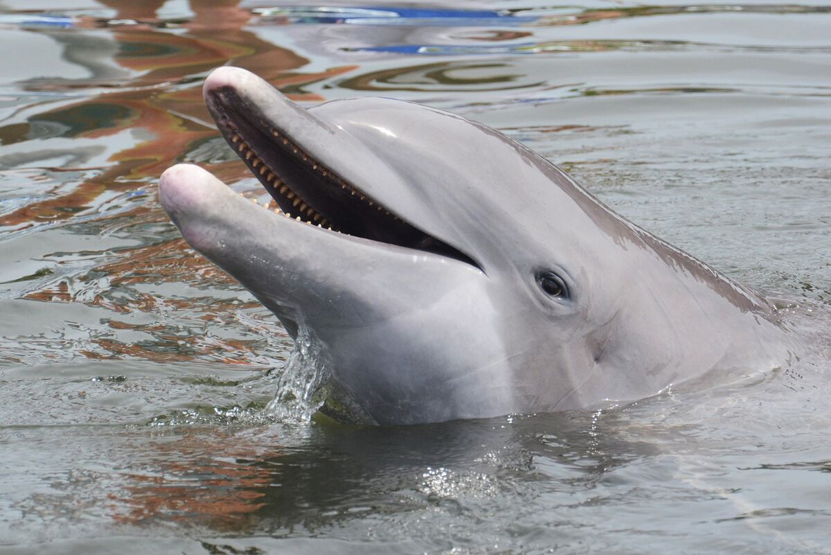 Aj Drc Captive Cetaceans Wiki Fandom