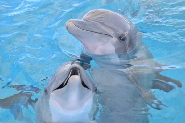 Tana Ii Dso Captive Cetaceans Wiki Fandom