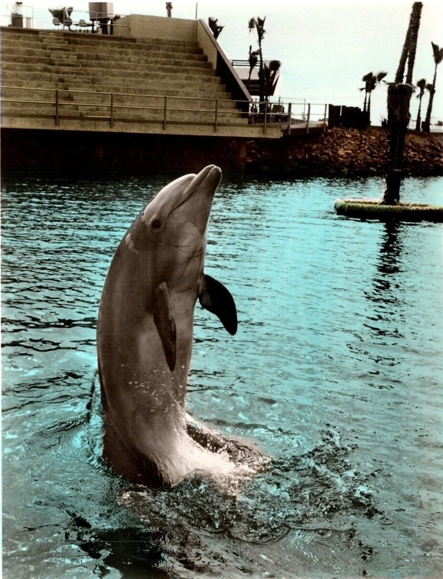 Aphrodite (SWC) | Captive Cetaceans Wiki | Fandom