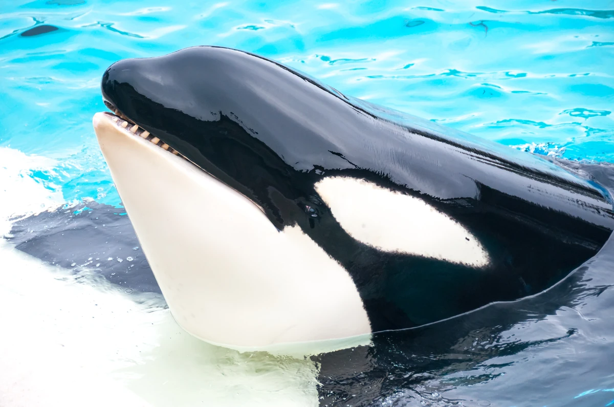Kasatka (SWC) | Captive Cetaceans Wiki | Fandom