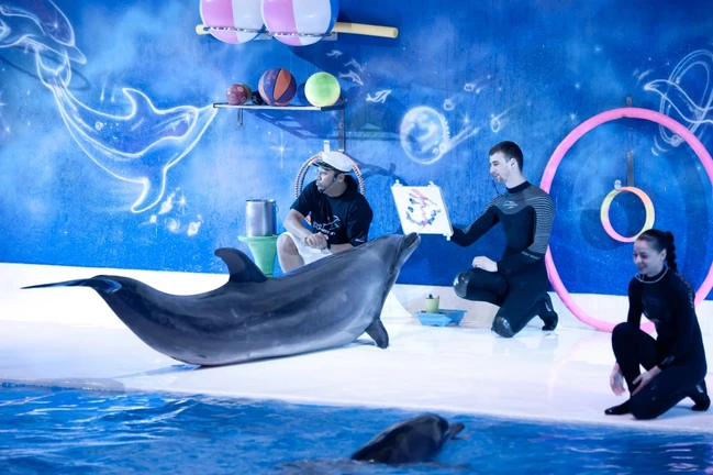 Fekla (DDM) | Captive Cetaceans Wiki | Fandom