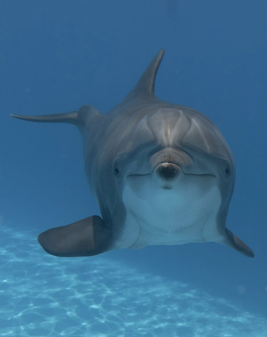 Clara (LP) | Captive Cetaceans Wiki | Fandom