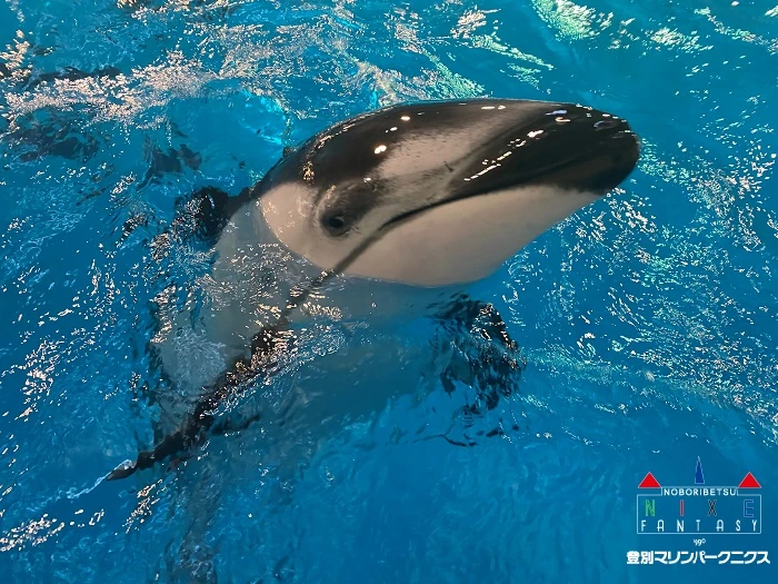 Kou (NMPN) | Captive Cetaceans Wiki | Fandom