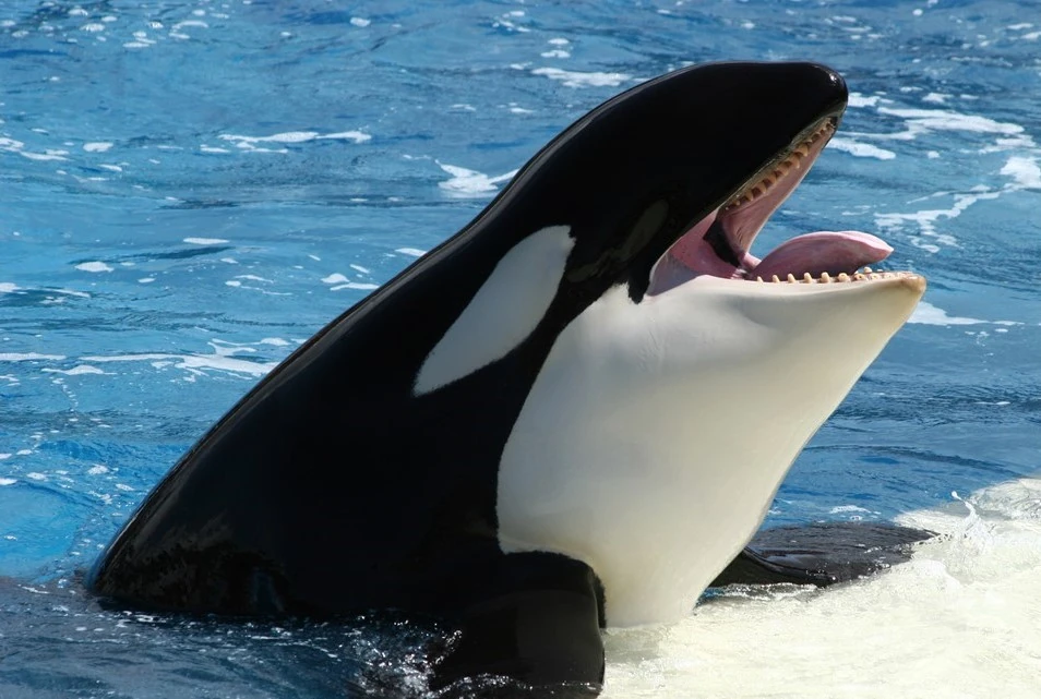Orkid (SWC) | Captive Cetaceans Wiki | Fandom
