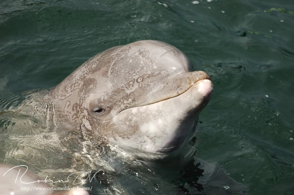 Balasi (DH) | Captive Cetaceans Wiki | Fandom