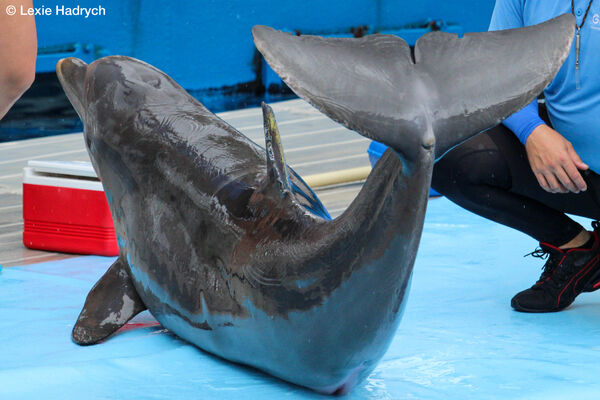 Chopper Gmap Captive Cetaceans Wiki Fandom
