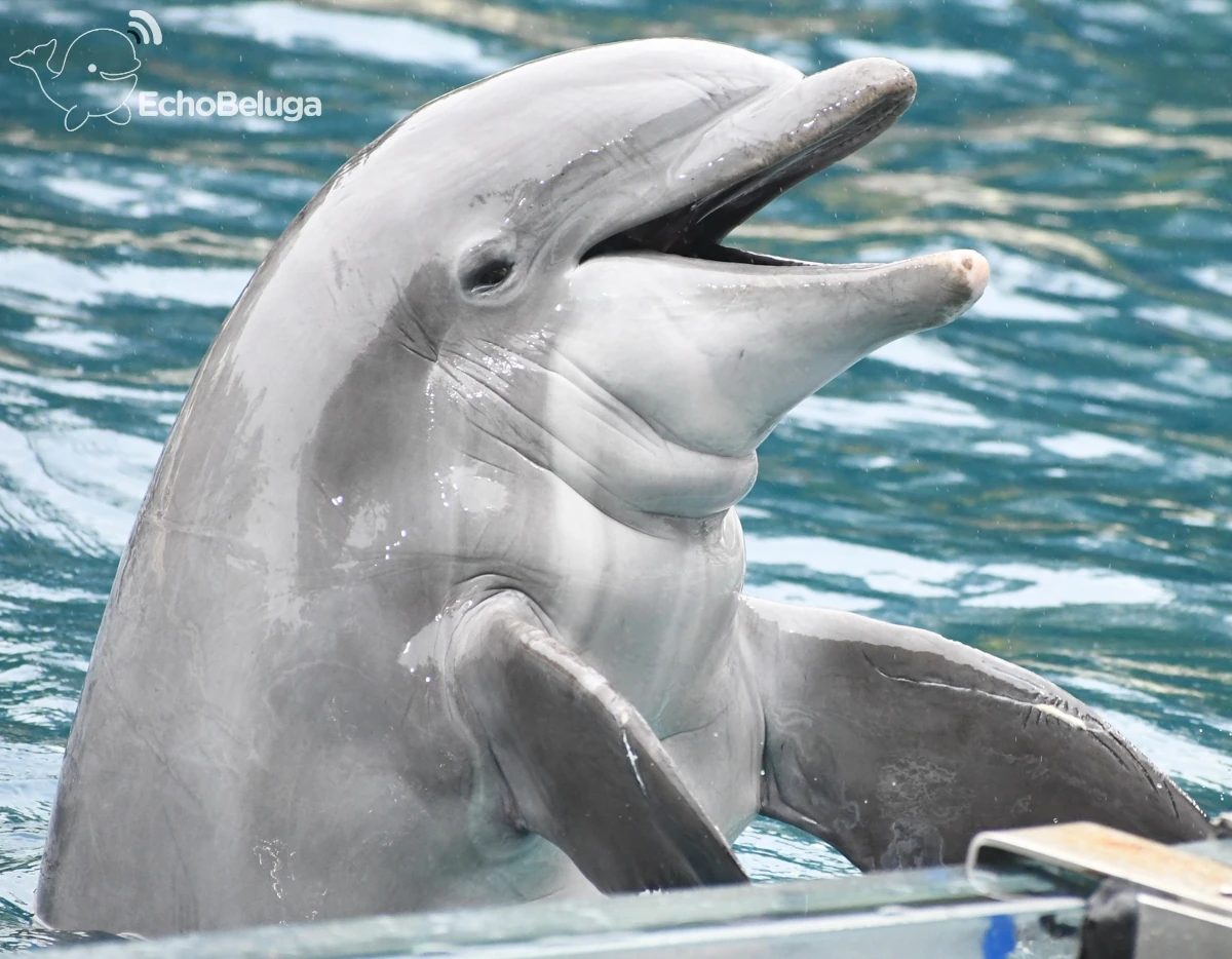 Rascal II (SWF) | Captive Cetaceans Wiki | Fandom