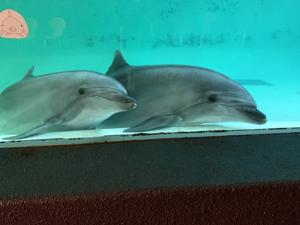 Robin Ota Captive Cetaceans Wiki Fandom