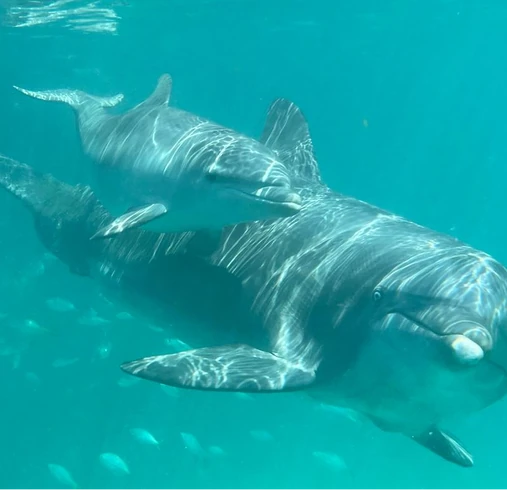 Coki (CWOP) | Captive Cetaceans Wiki | Fandom