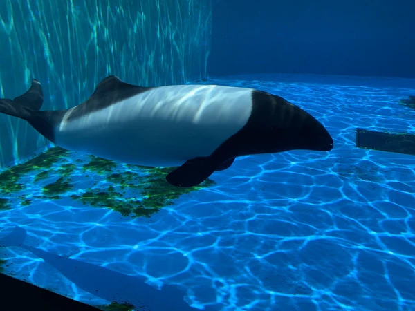 Sarah (SUM) | Captive Cetaceans Wiki | Fandom