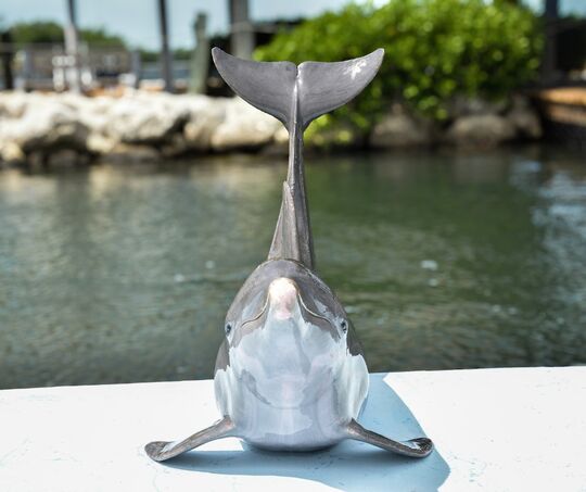 Tanner Drc Captive Cetaceans Wiki Fandom