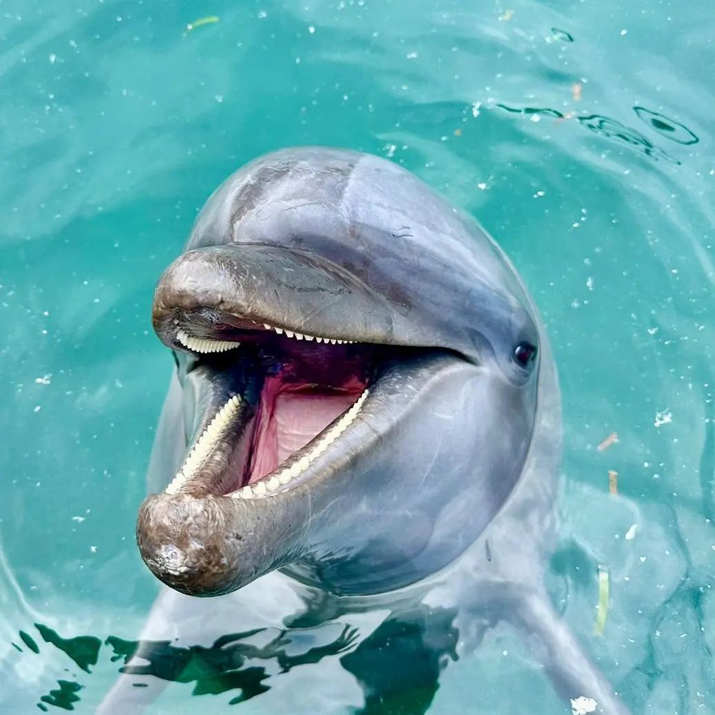 Tau Rro Captive Cetaceans Wiki Fandom