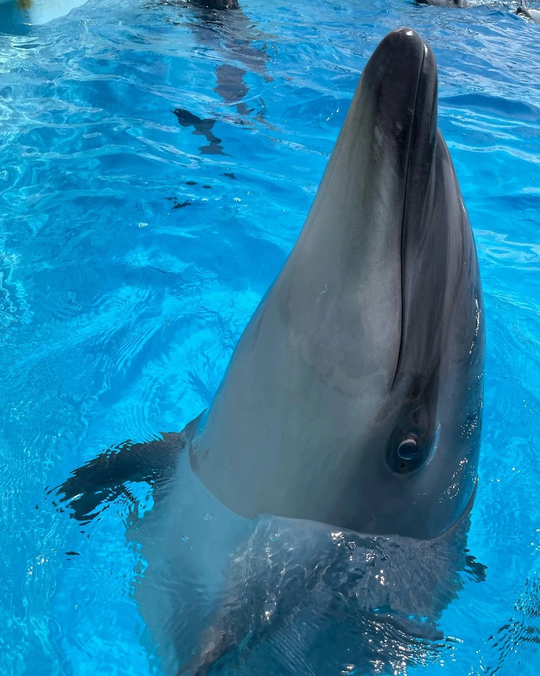 Maron (MWU) | Captive Cetaceans Wiki | Fandom