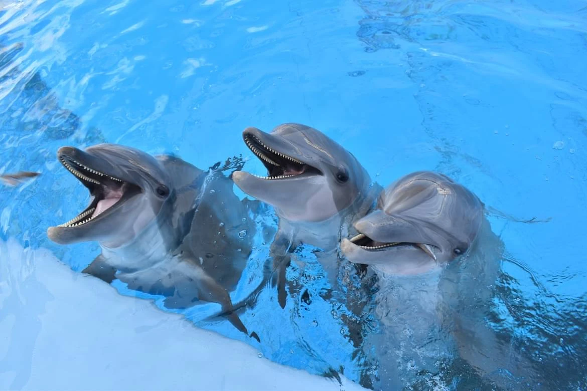 Mauricio (DSO) | Captive Cetaceans Wiki | Fandom