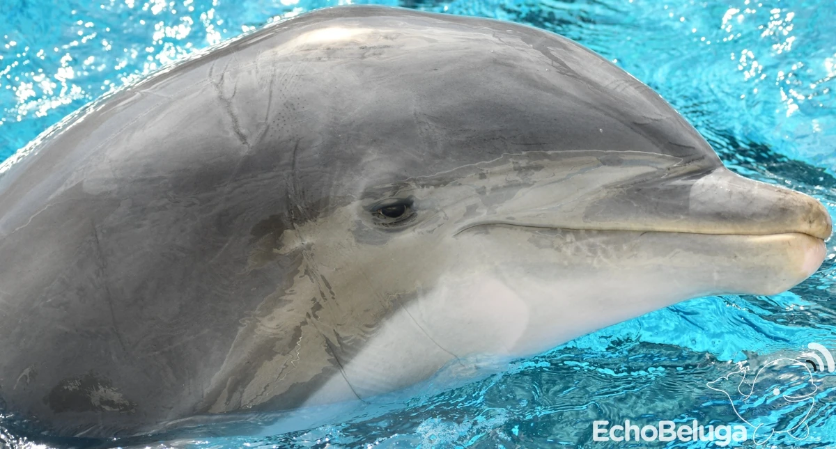 Oscar (SWF) | Captive Cetaceans Wiki | Fandom