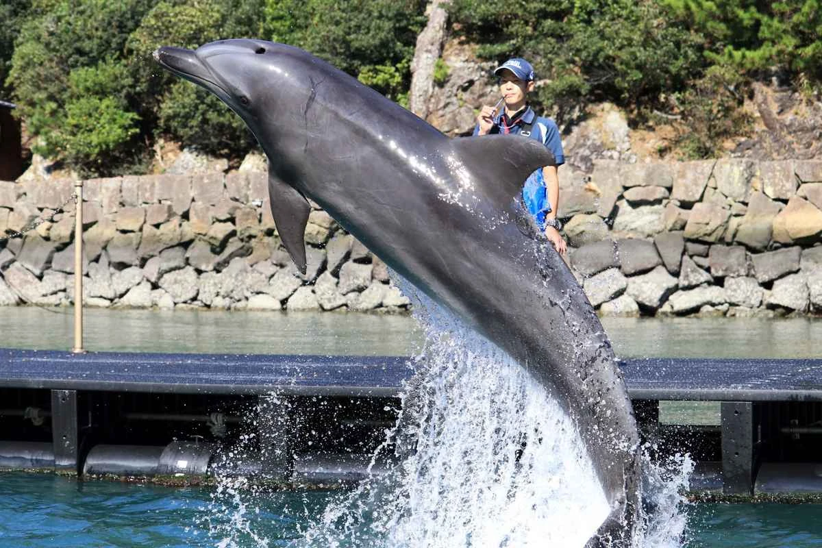 Subaru (TWM) | Captive Cetaceans Wiki | Fandom