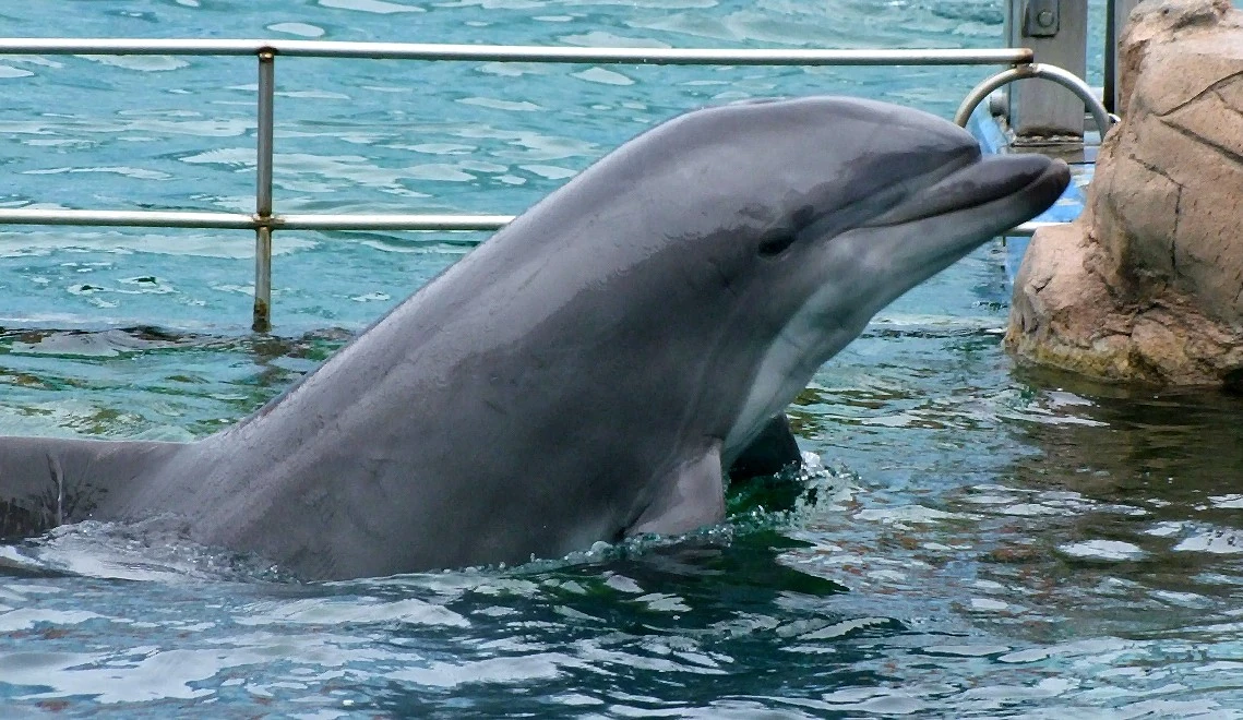 Sydney (GA) | Captive Cetaceans Wiki | Fandom