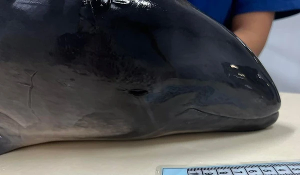 Jack (SOS) | Captive Cetaceans Wiki | Fandom