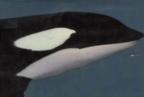 Kandu V (SWC) | Captive Cetaceans Wiki | Fandom