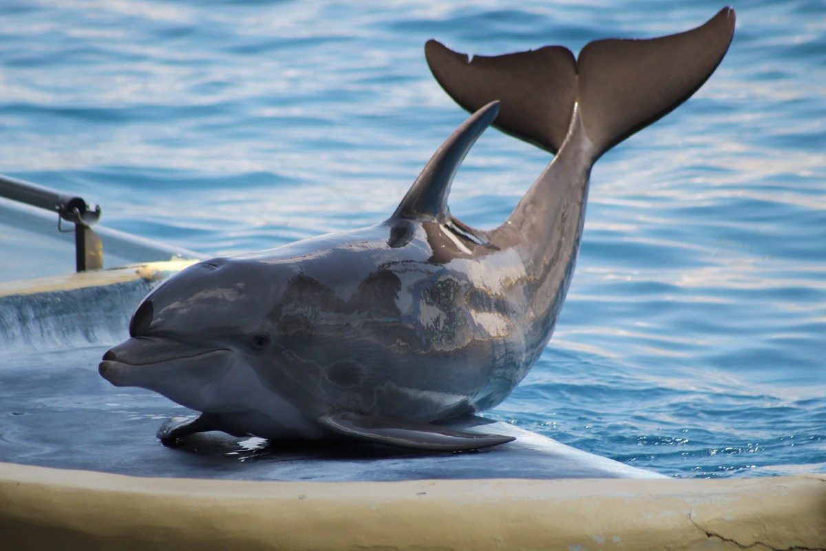 Samira (GWMP) | Captive Cetaceans Wiki | Fandom