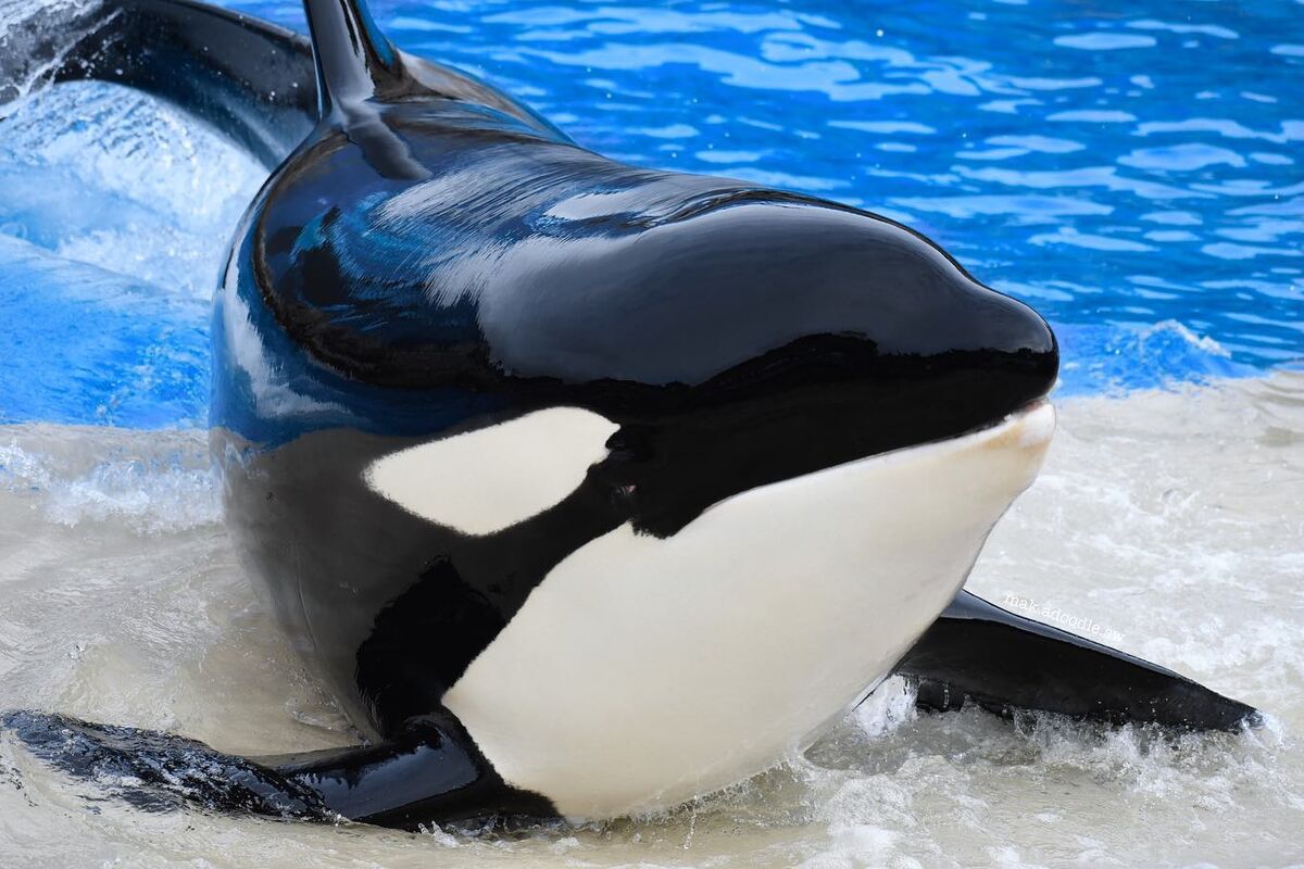 Kalia (SWC) | Captive Cetaceans Wiki | Fandom Kalia (SWC) | Captive Cetaceans Wiki | Fandom