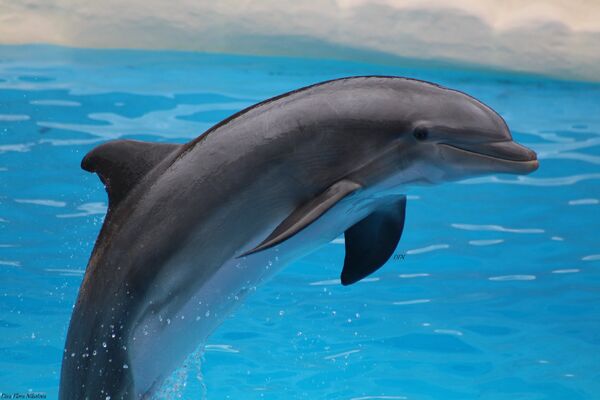 Luna Lp Captive Cetaceans Wiki Fandom