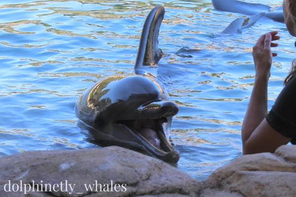 Moki (SWGC) | Captive Cetaceans Wiki | Fandom