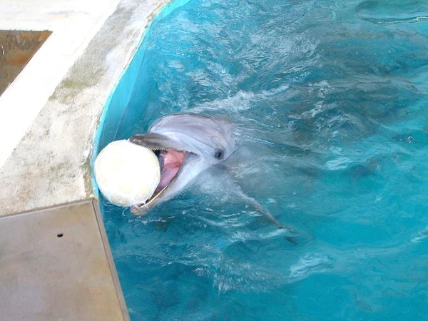 Robin Ota Captive Cetaceans Wiki Fandom