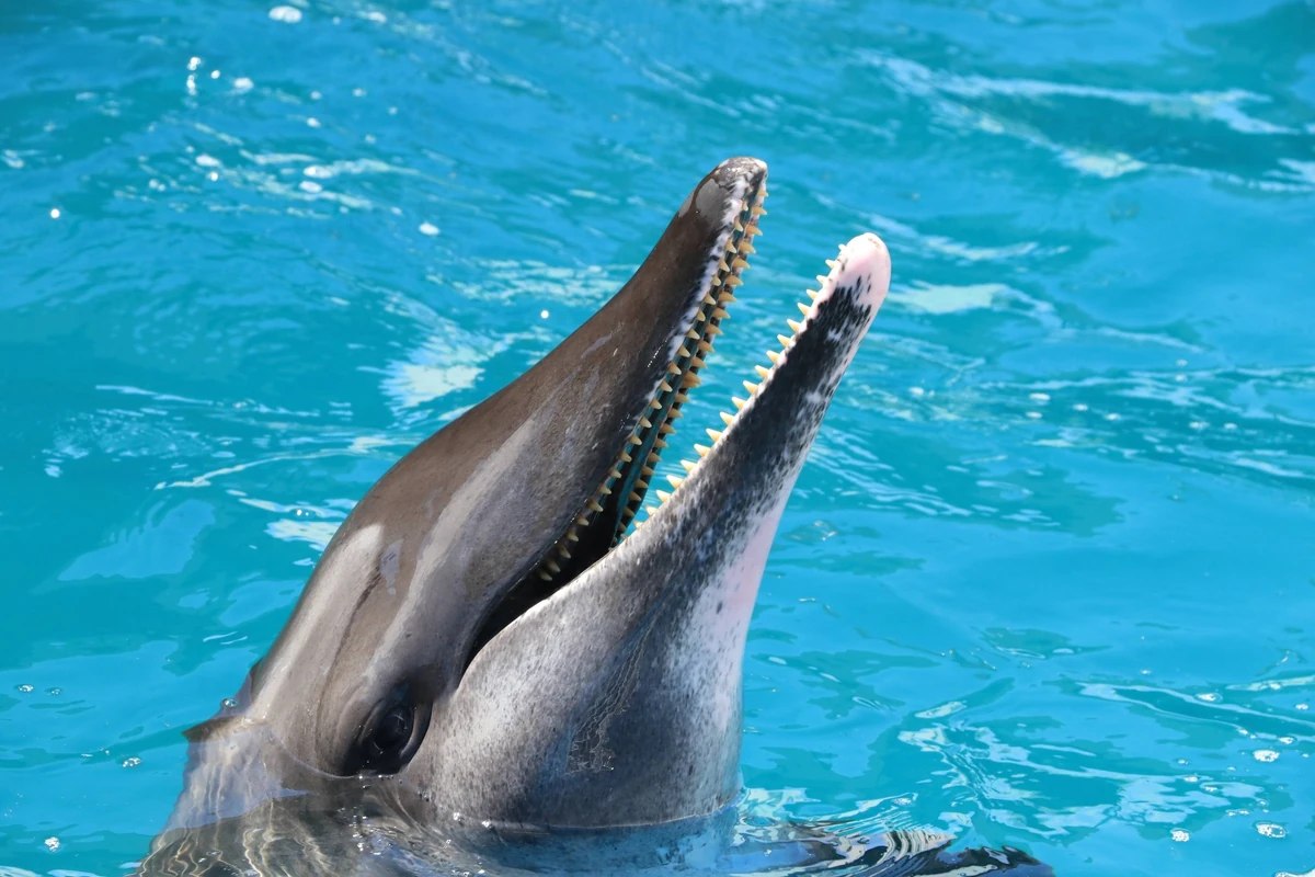 Doris (CMA) | Captive Cetaceans Wiki | Fandom