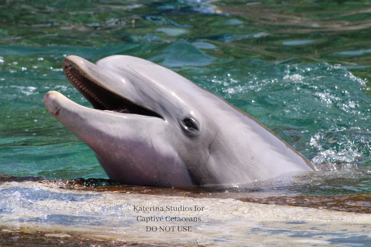 Yoyo (SWT) | Captive Cetaceans Wiki | Fandom