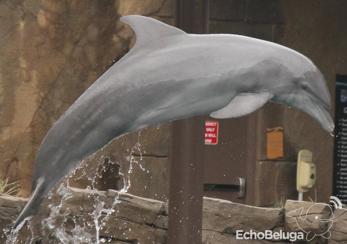 Kai'nalu (DSA) | Captive Cetaceans Wiki | Fandom