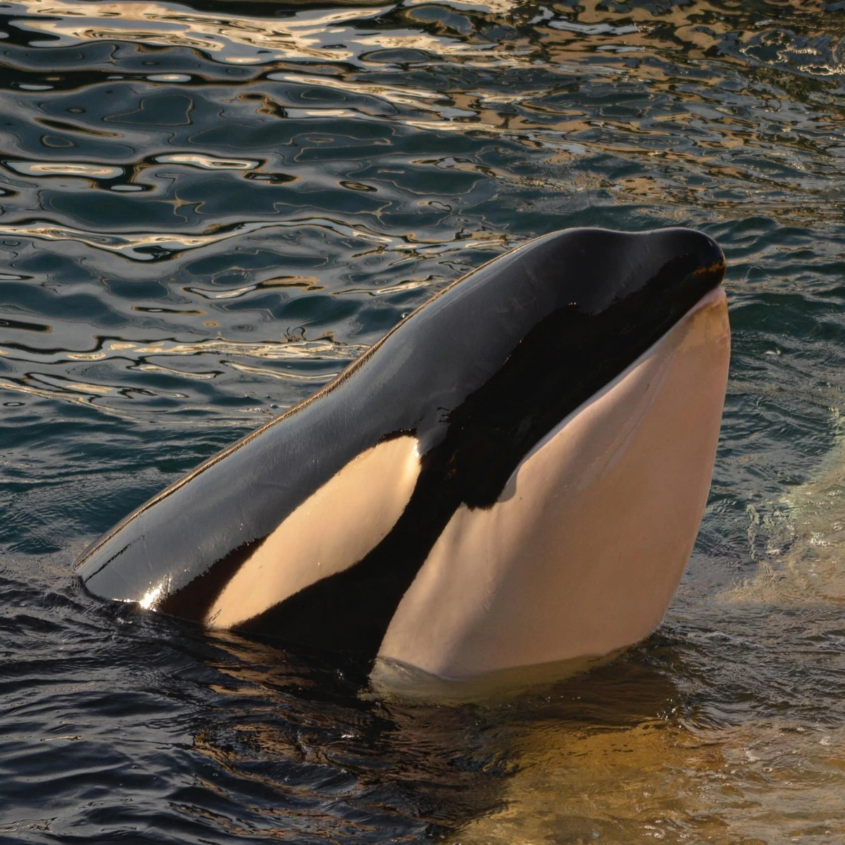 Freya (MLA) | Captive Cetaceans Wiki | Fandom