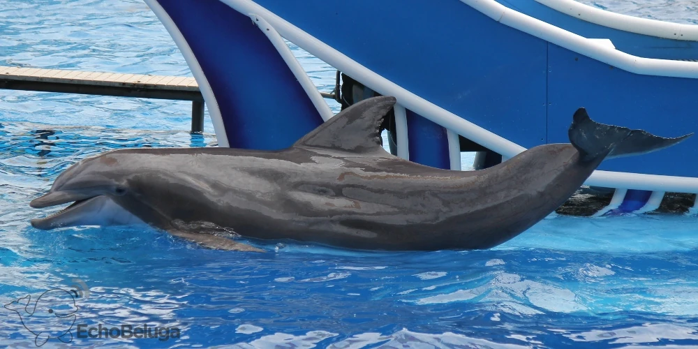 Jenson (SWF) | Captive Cetaceans Wiki | Fandom