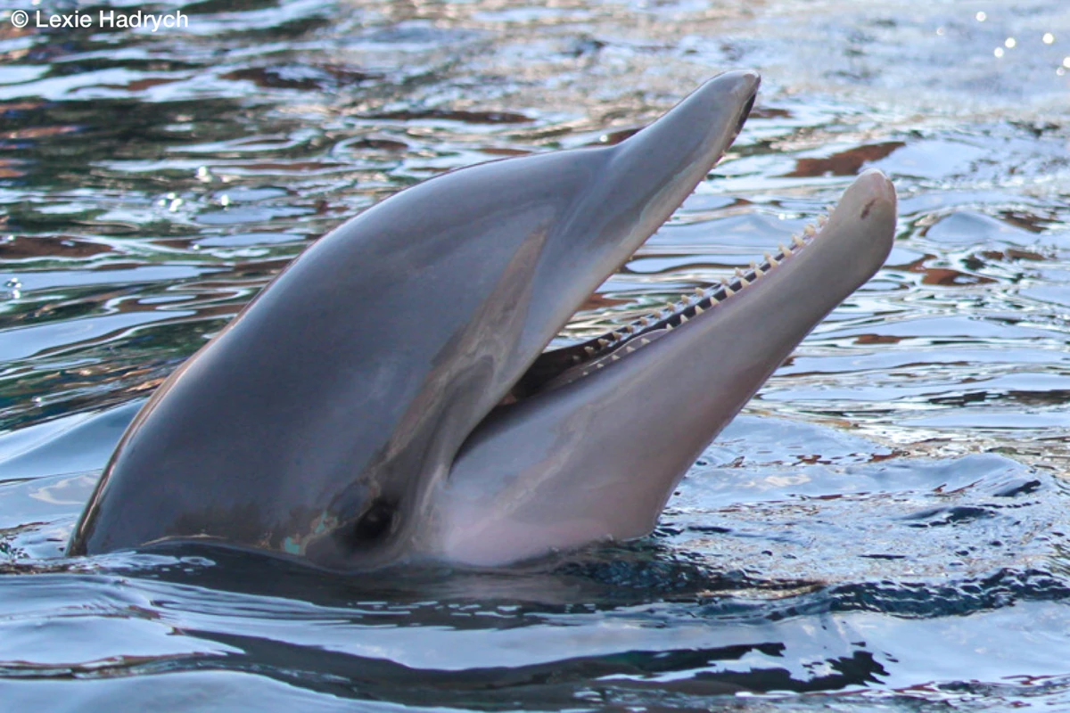 Cooper II (SWT) | Captive Cetaceans Wiki | Fandom