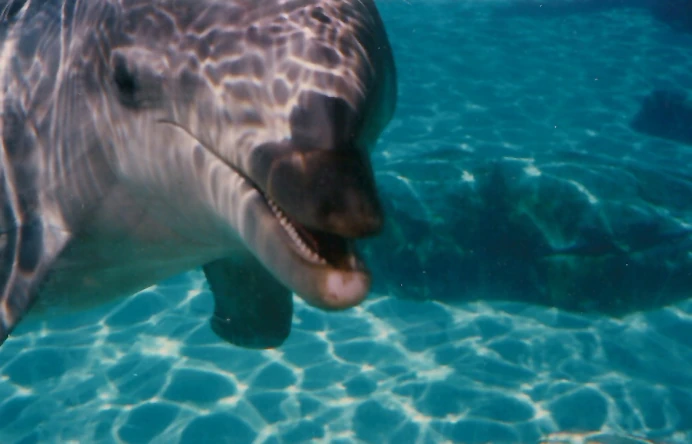 Peanut (SWF) | Captive Cetaceans Wiki | Fandom