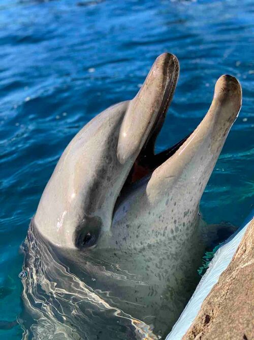 Zippy Dmcp Captive Cetaceans Wiki Fandom