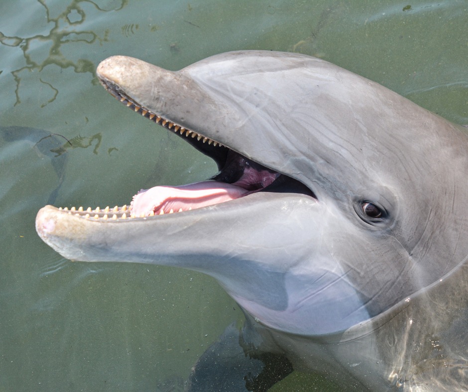 Flagler Drc Captive Cetaceans Wiki Fandom
