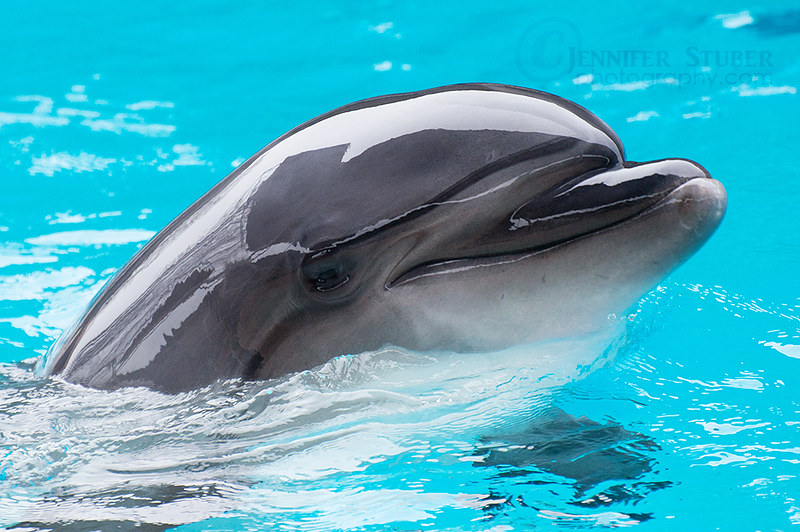 Marina Mlc Captive Cetaceans Wiki Fandom