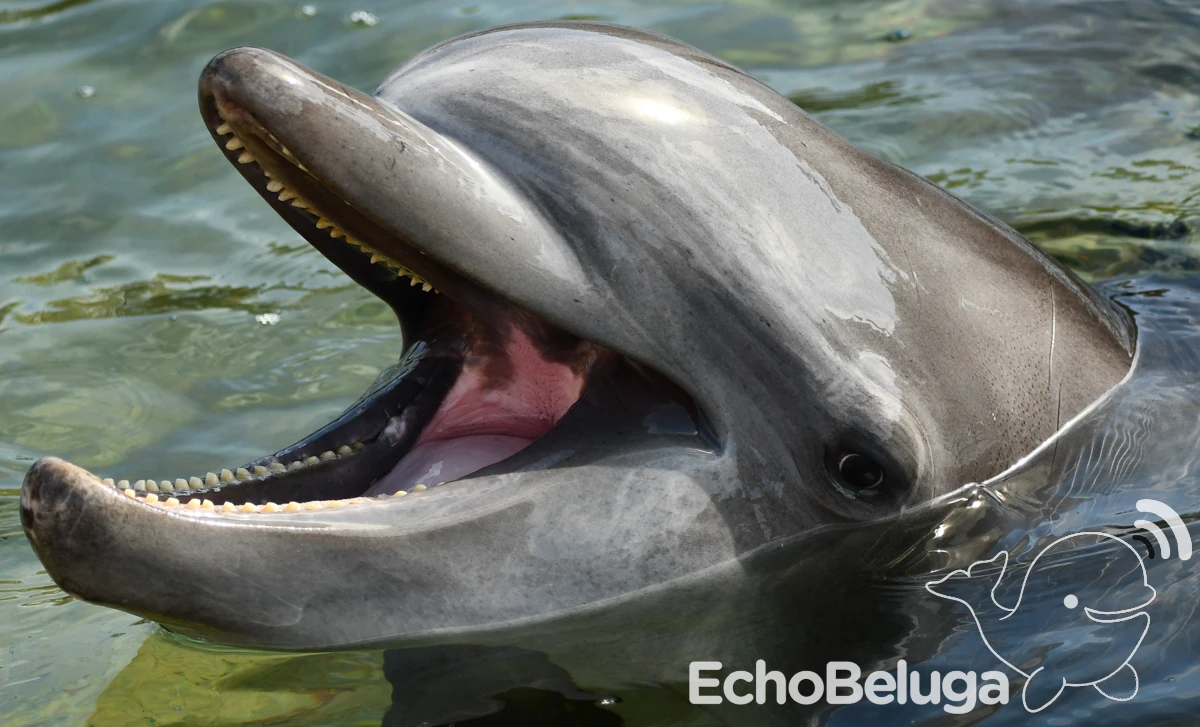 Astra (DC) | Captive Cetaceans Wiki | Fandom