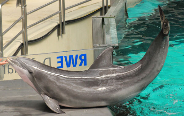Delphi (ZDUI) | Captive Cetaceans Wiki | Fandom Delphi (ZDUI) | Captive Cetaceans Wiki | Fandom