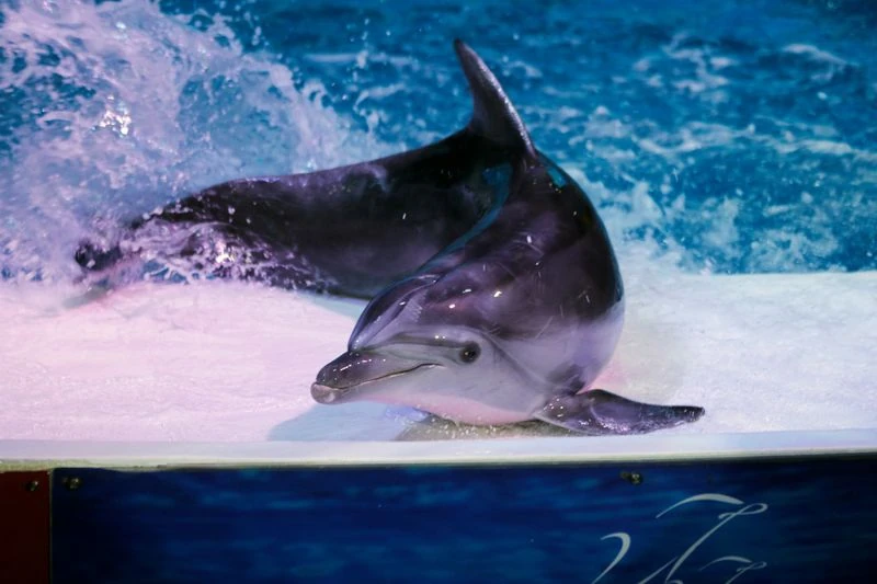 Nemo (DDM) | Captive Cetaceans Wiki | Fandom